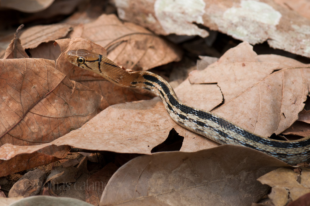 Copperhead Rat Snake from Hinhurp, LA-VI, LA on March 18, 2010 by ...