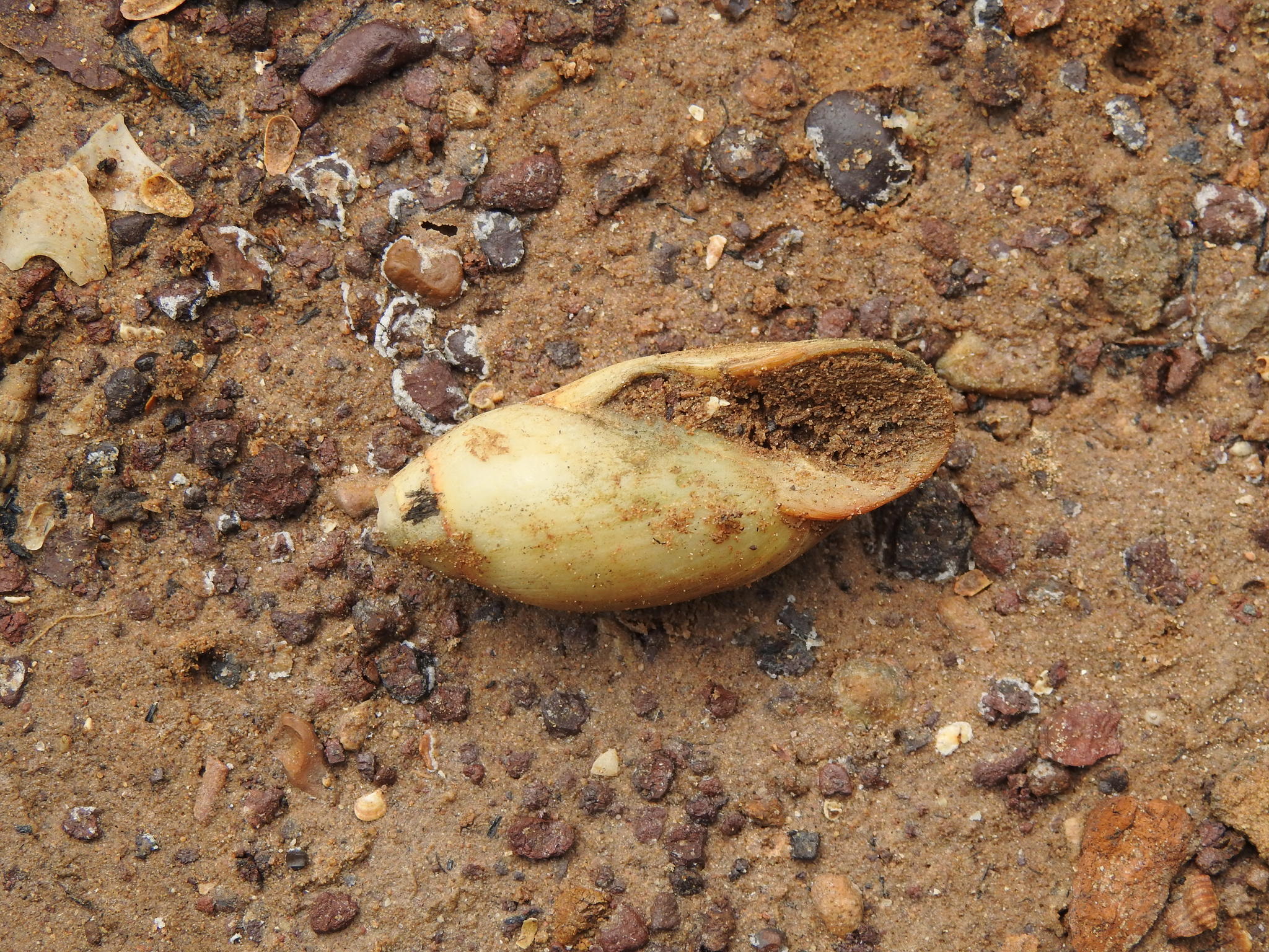 Ellobium aurisjudae (Linnaeus, 1758)