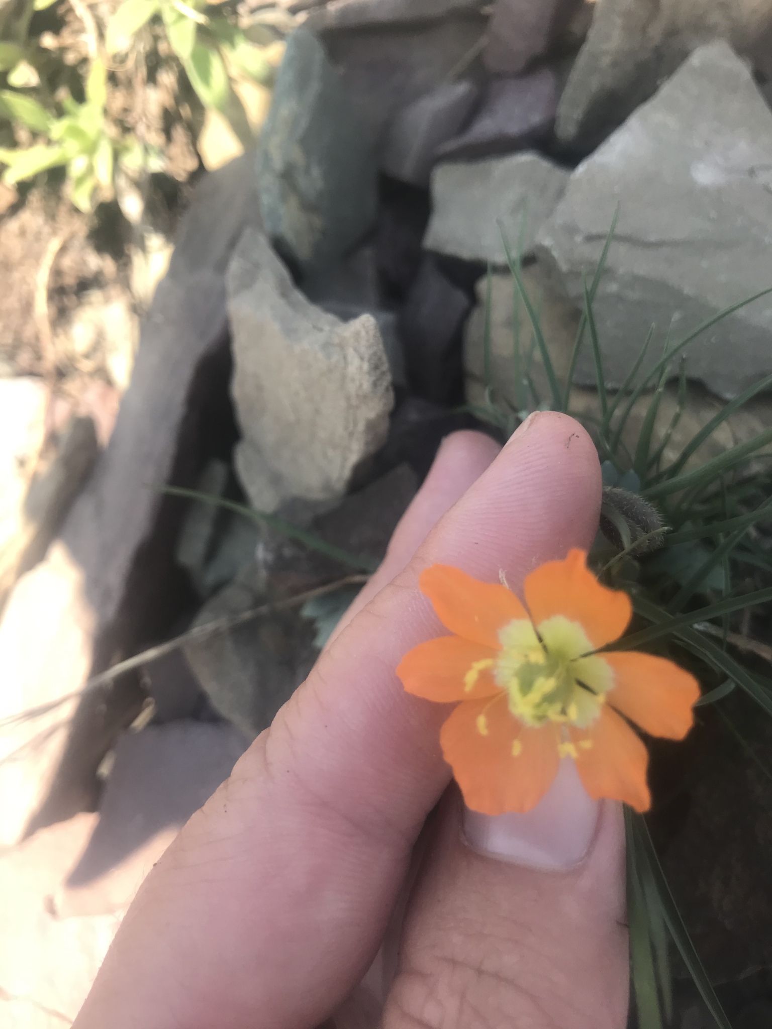 Papaver pygmaeum Rydb.