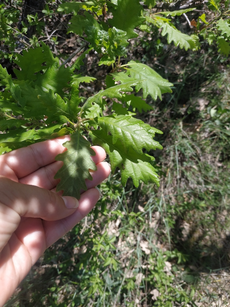 downy oak from Bakhchysarais'kyi, Crimea, Ukraine on May 08, 2021 at 12 ...
