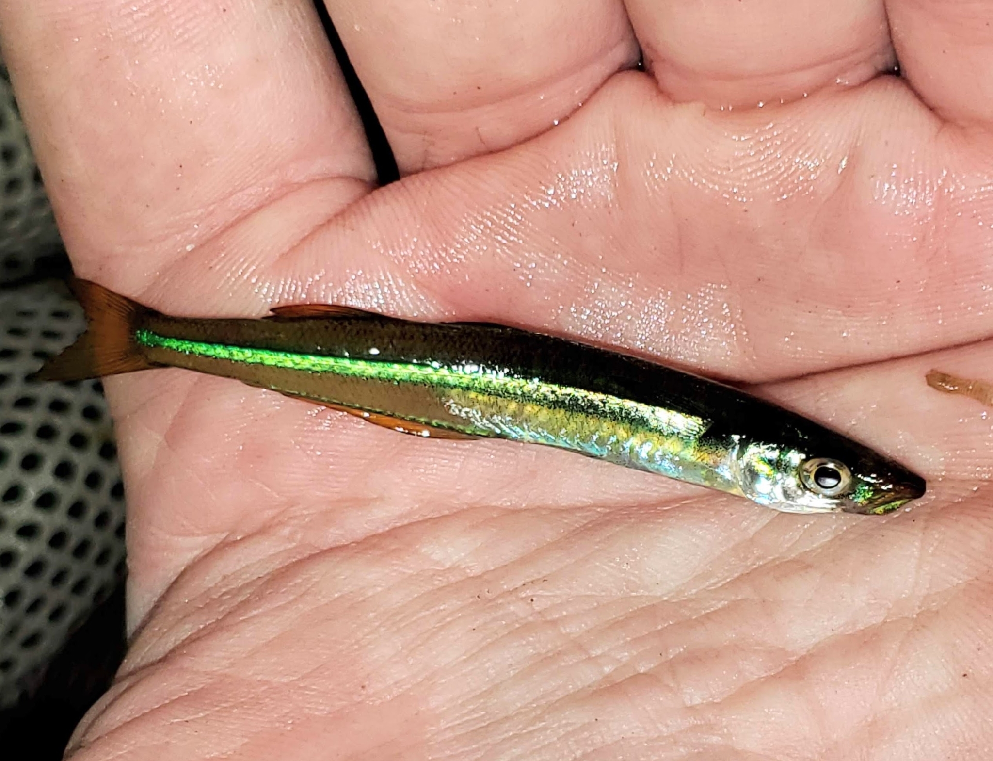 Labidesthes vanhyningi Bean & Reid, 1930