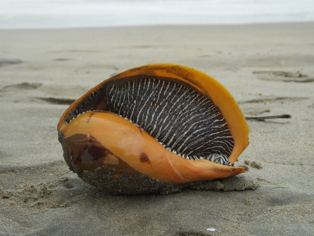 Bailer shell from Marina beach, chennai on July 4, 2021 at 08:02 AM by ...
