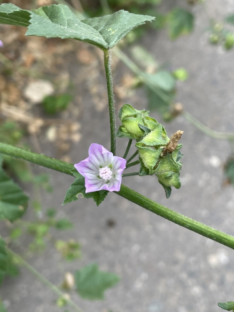Cretan mallow from Franklin Ranch Rd, Goleta, CA, US on July 4, 2021 at ...