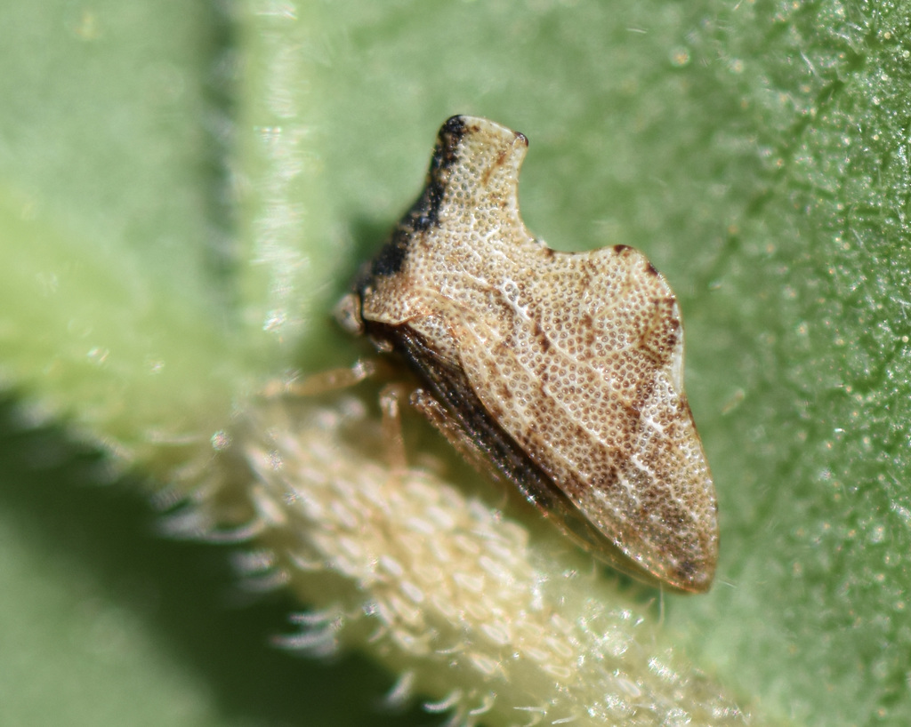 Keeled Treehopper in July 2021 by jenniferf4. on a some kind of ...