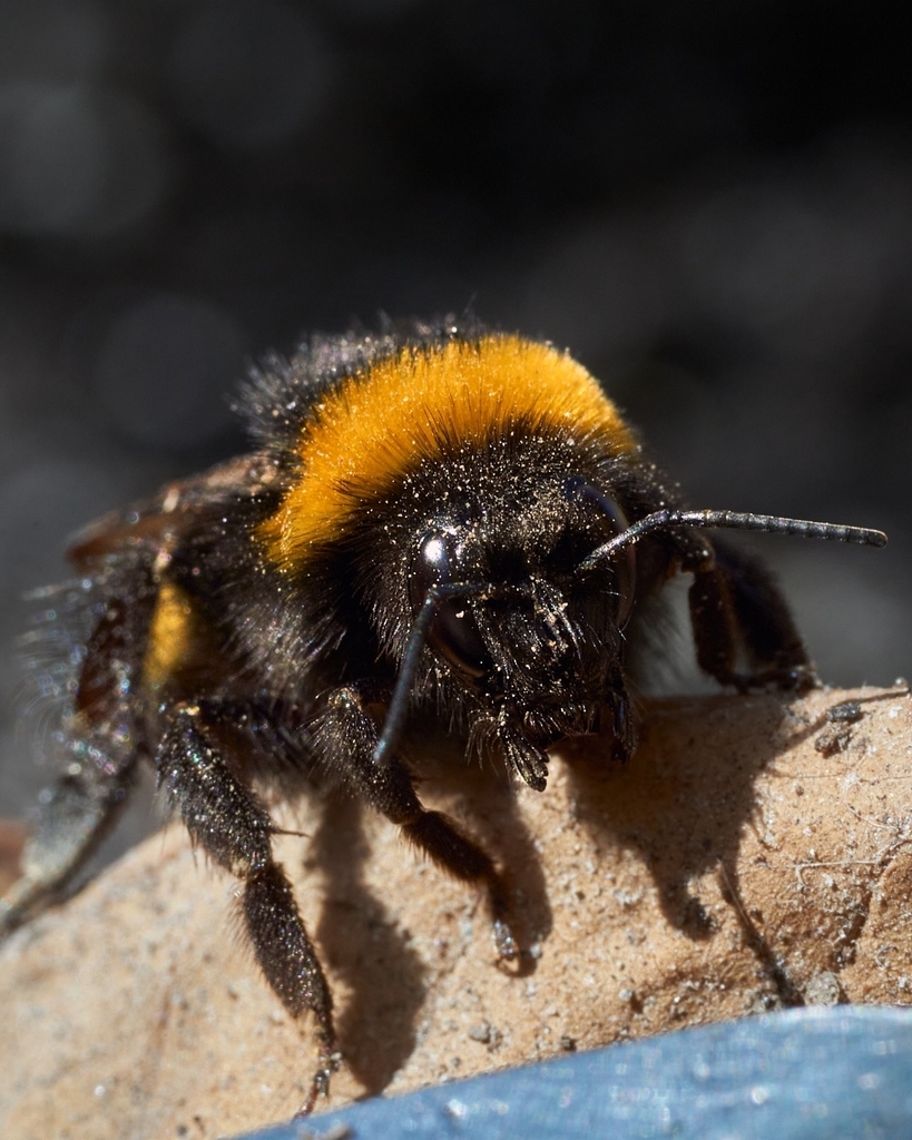 Buff-tailed Bumble Bee from Arica on July 3, 2021 at 11:08 AM by ...