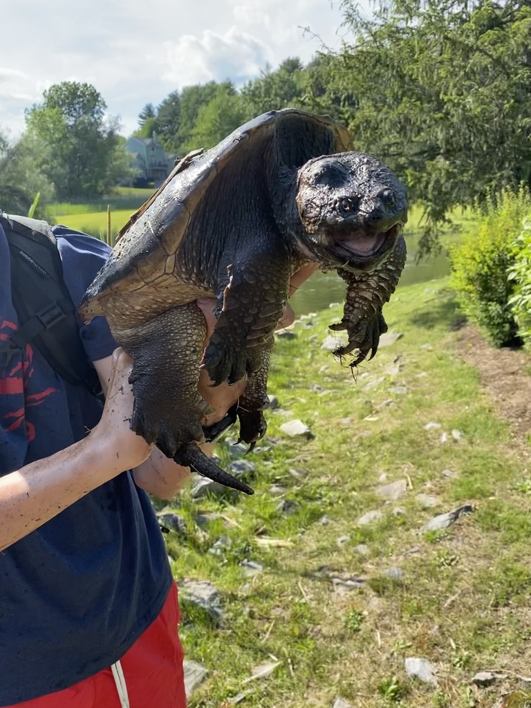 Common Snapping Turtle from Kaydeross Park Rd, Saratoga Springs, NY, US ...
