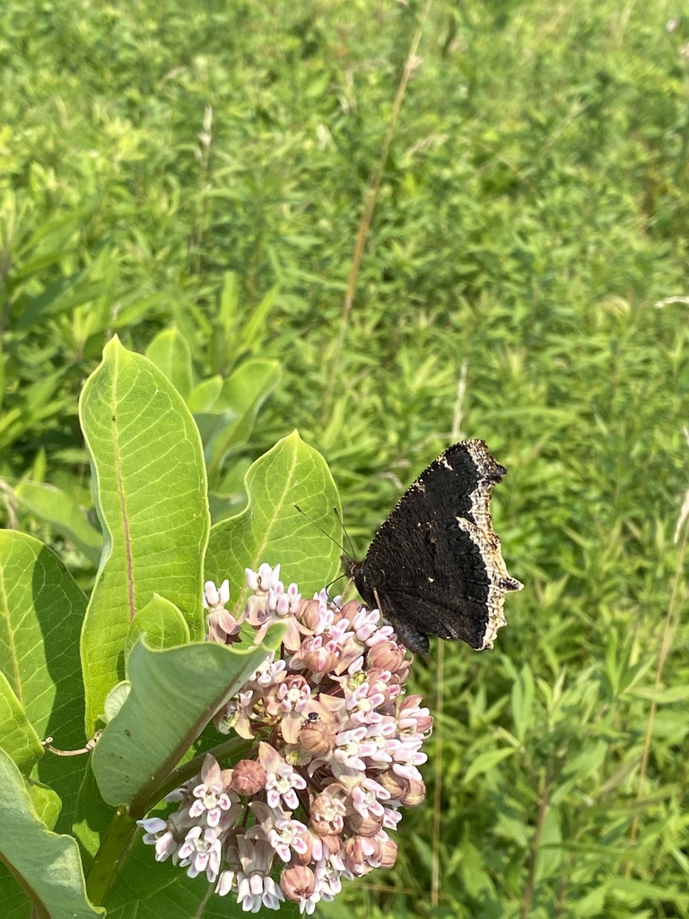 Mourning Cloak from Hisle Park, Lexington, KY, US on July 4, 2021 at 11 ...