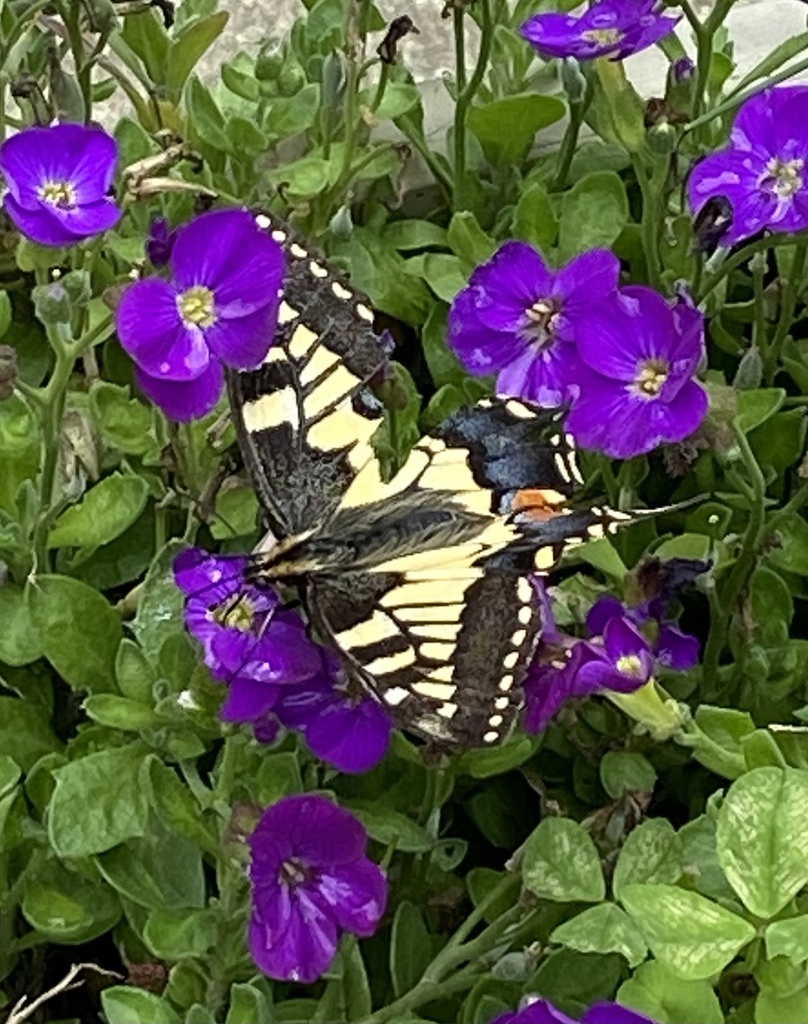 British Common Swallowtail from Broads National Park, Norwich, England ...