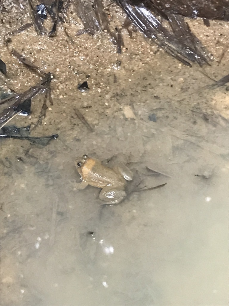 Sumatran Puddle Frog from Khlong Sok, Phanom District, Surat Thani ...