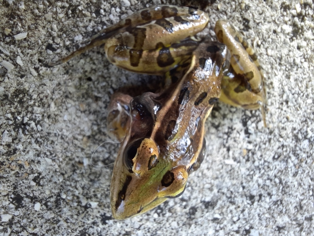 Southern Leopard Frog from Homestead, FL, USA on July 02, 2021 at 08:24 ...