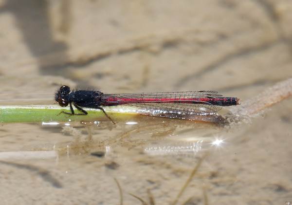 Western Red Damsel (Dragonflies and Damselflies of Valles Caldera ...
