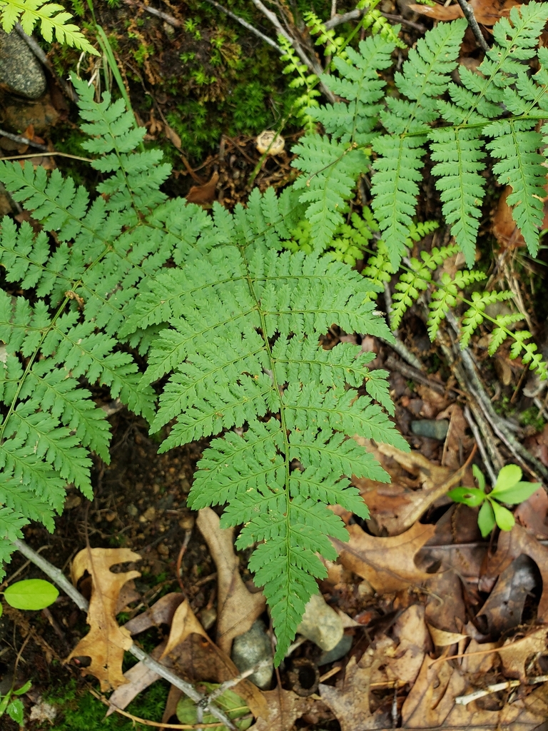 intermediate wood fern from Lexington, MA 02420, USA on July 4, 2021 at ...