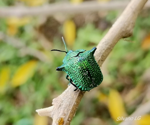 (Omocerus azureicornis)