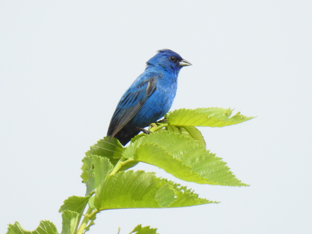 Indigo Bunting from Lewisville, TX, USA on July 4, 2021 at 09:34 AM by ...