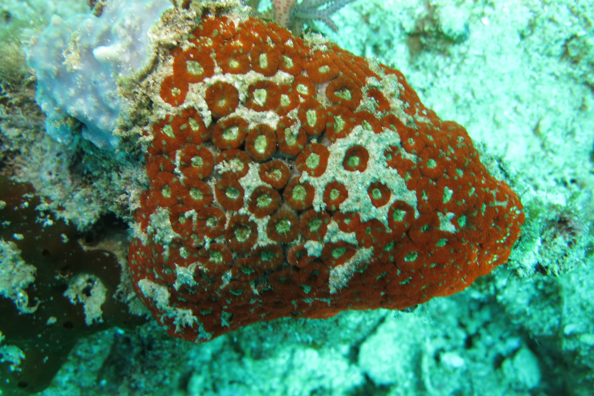Micromussa multipunctata (Hodgson, 1985)