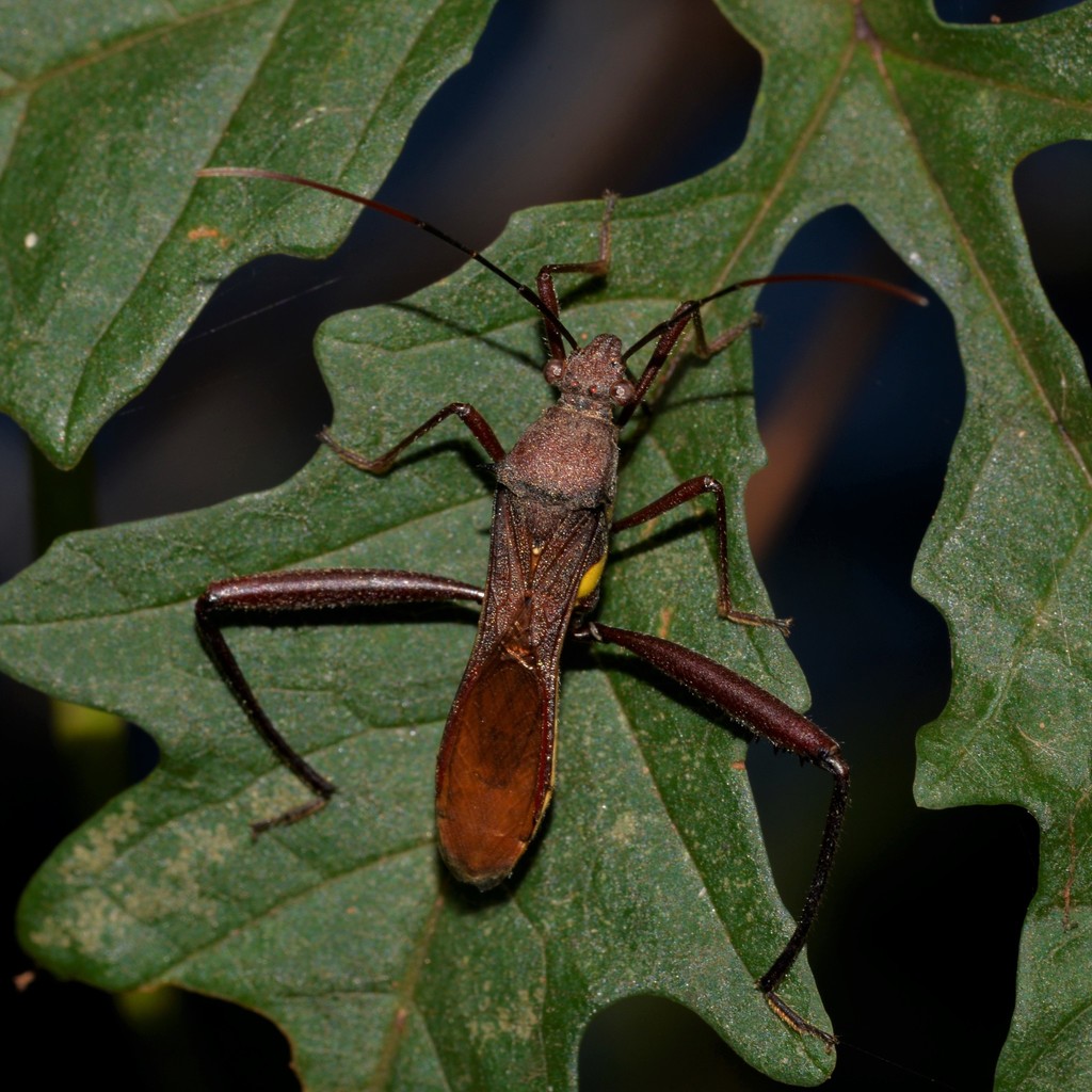 brown bean bug from Gunbalanya NT 0822, Australia on June 16, 2021 at ...