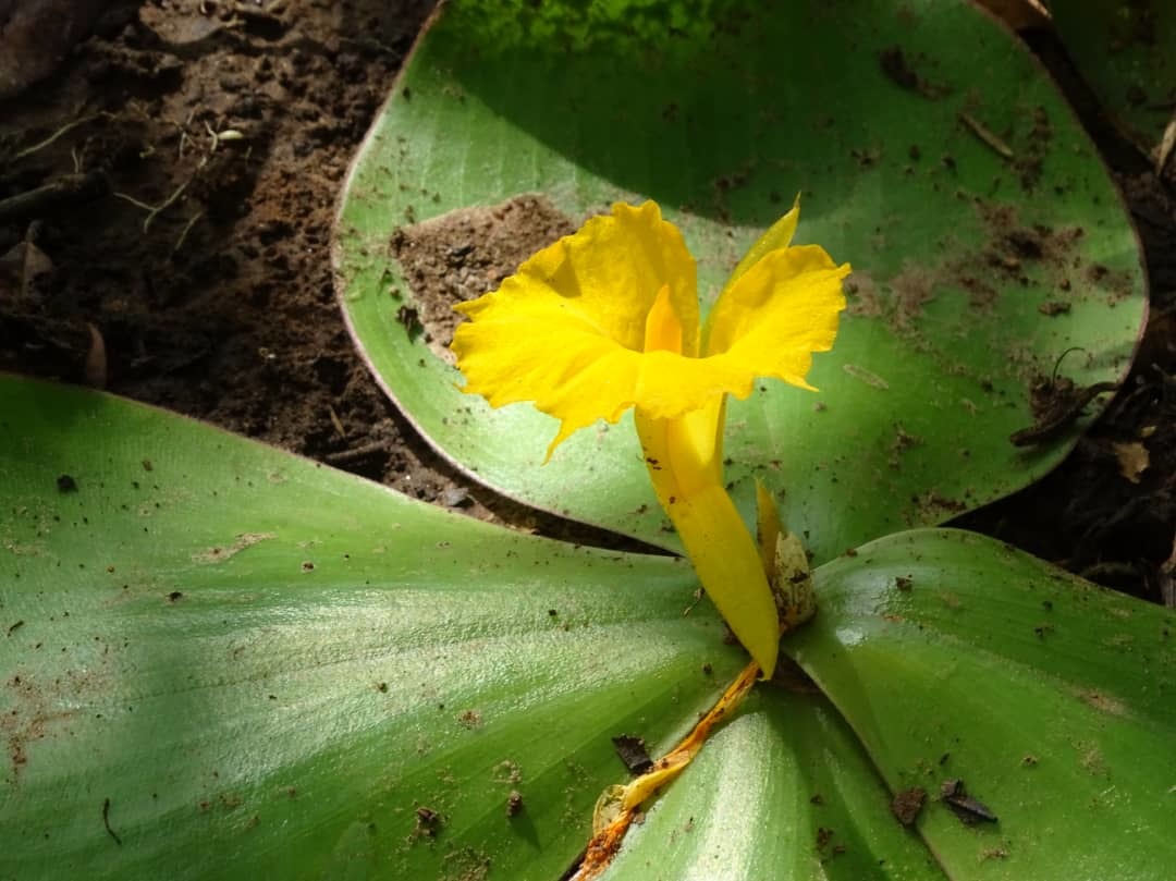 Costus spectabilis (Fenzl) K.Schum.