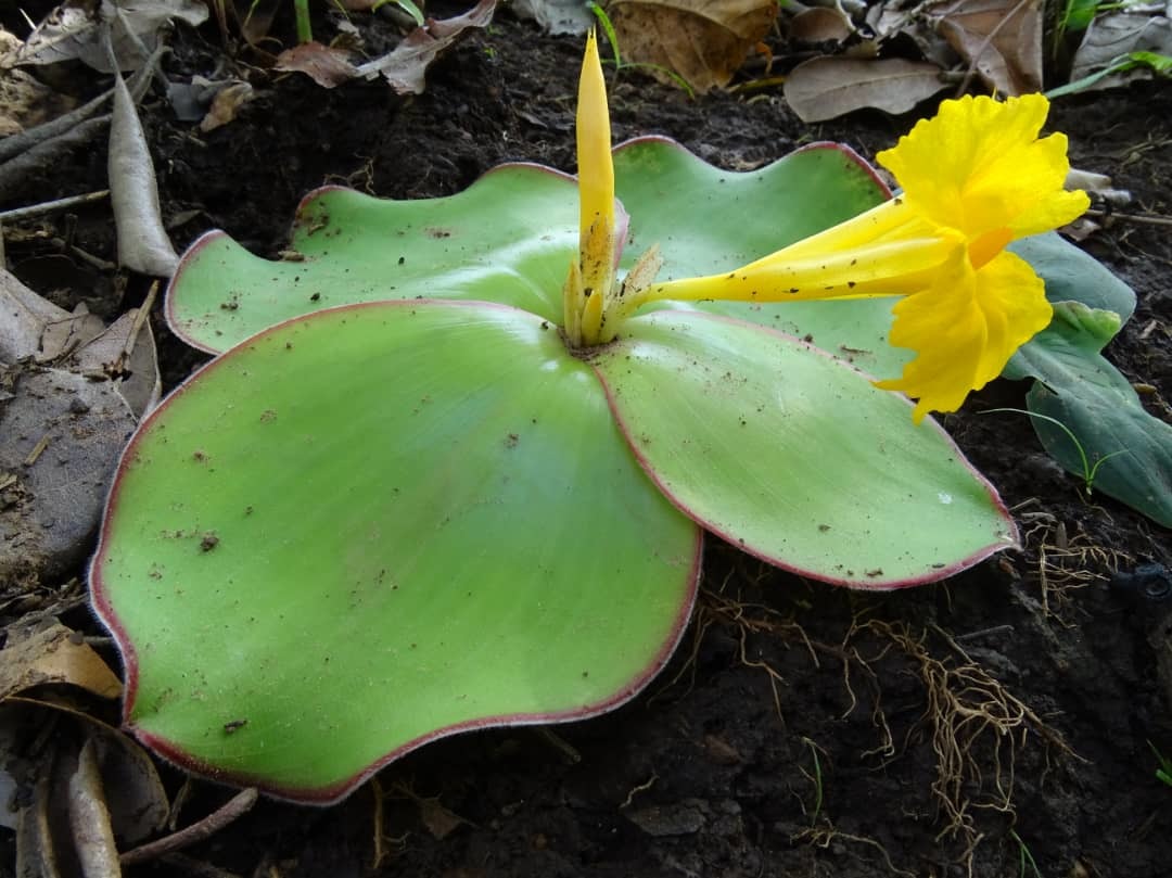 Costus spectabilis (Fenzl) K.Schum.