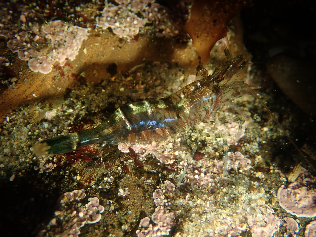 Heptacarpus from Santa Cruz County, CA, USA on February 10, 2021 at 06: ...