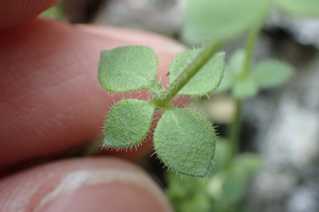 Texas bedstraw from Canyon Ridge, Austin, TX, USA on March 4, 2018 at ...