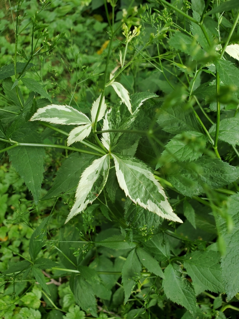 honewort from Newark, DE, USA on July 1, 2021 at 10:13 AM by Alex ...