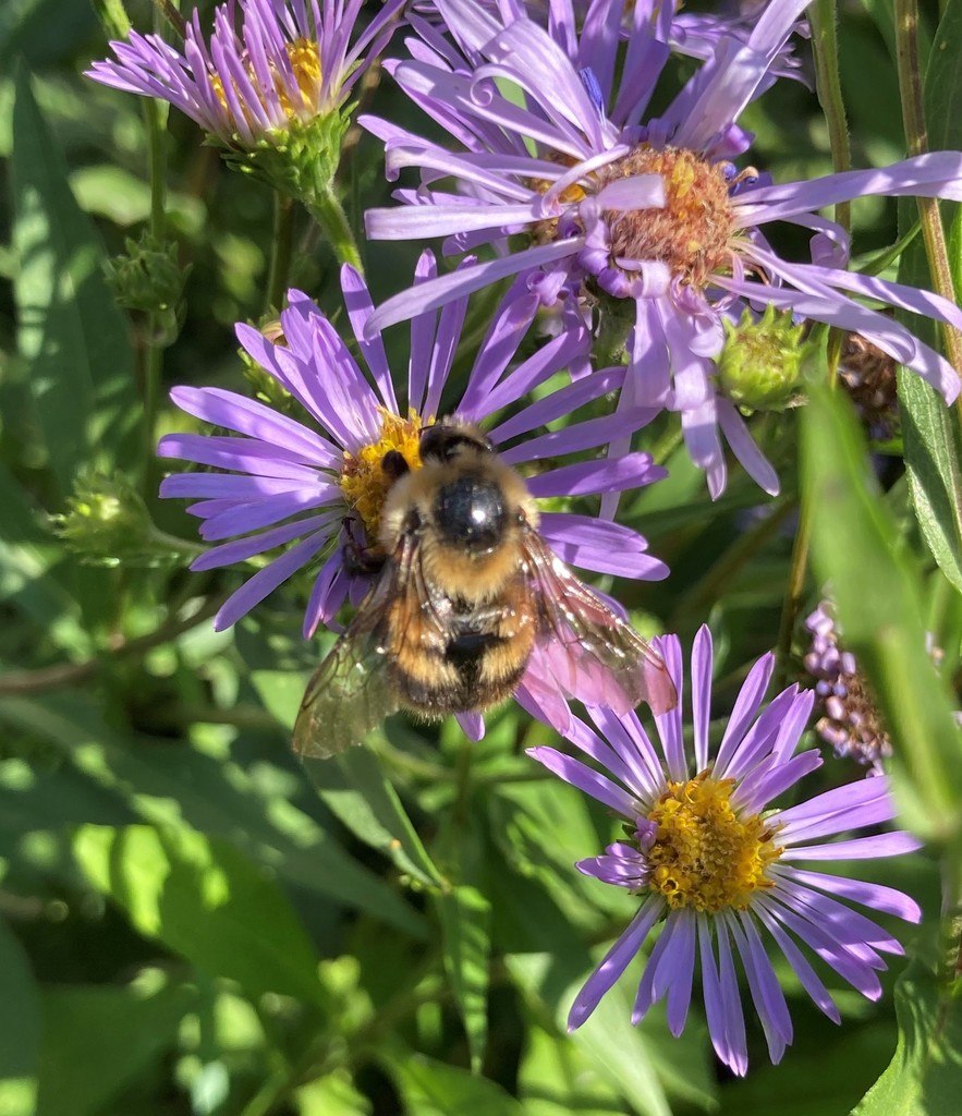 Red-belted Bumble Bee from Douglasdale, Calgary, AB T2Z, Canada on July ...