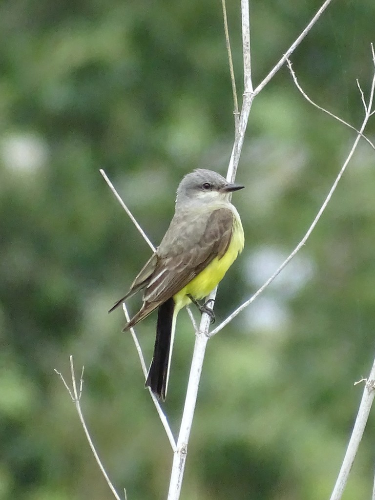 Western Kingbird from College Station, TX, USA on July 04, 2021 at 08: ...