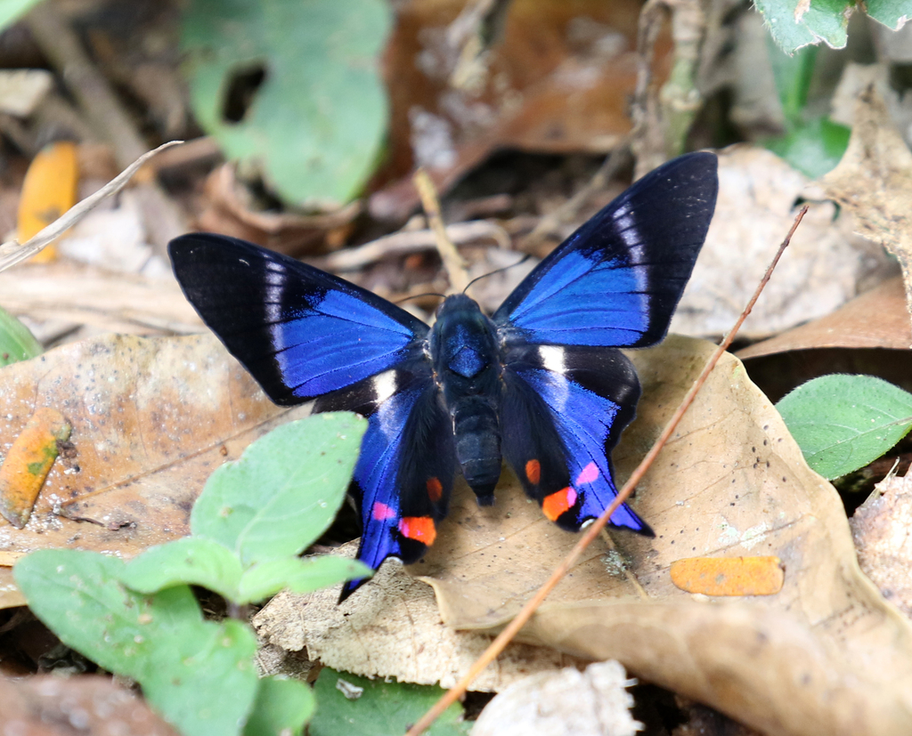Rhetus periander naevianus from Ocosingo, Chis., Mexico on March 2 ...