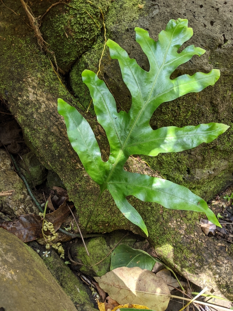 Musk Fern from Kapaʻa, HI 96746, USA on July 03, 2021 at 10:48 AM by ...