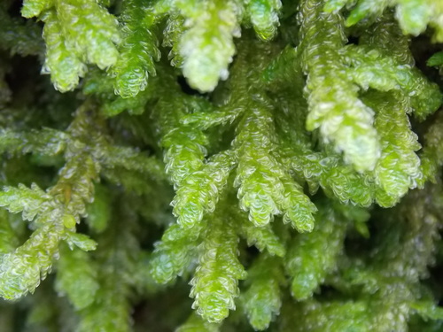 Crisped Neckera (Neckera crispa) · iNaturalist