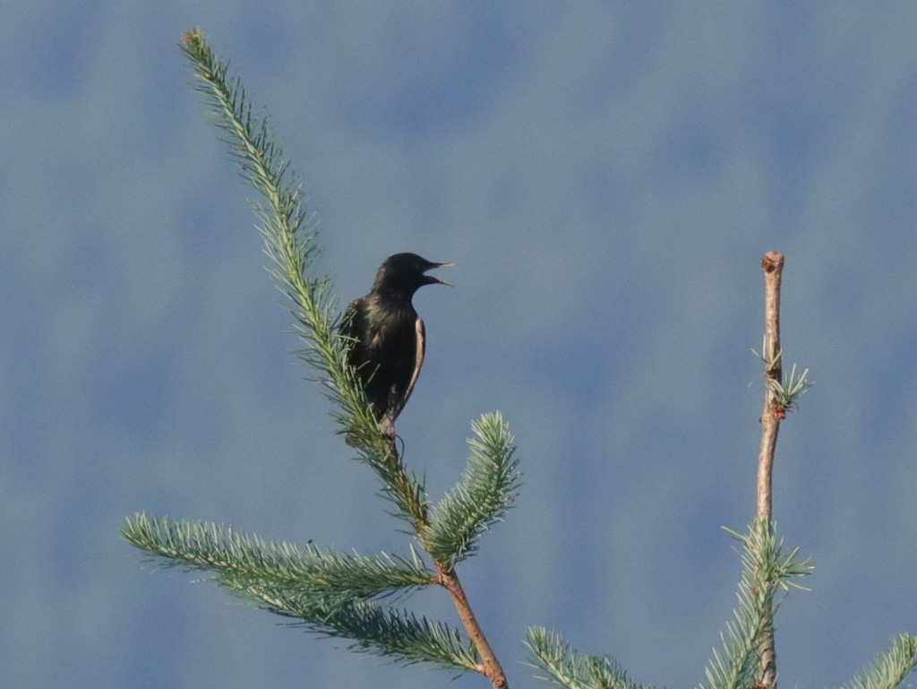 European Starling from Evergreen Way, Nanaimo, BC V9S, Canada on June ...