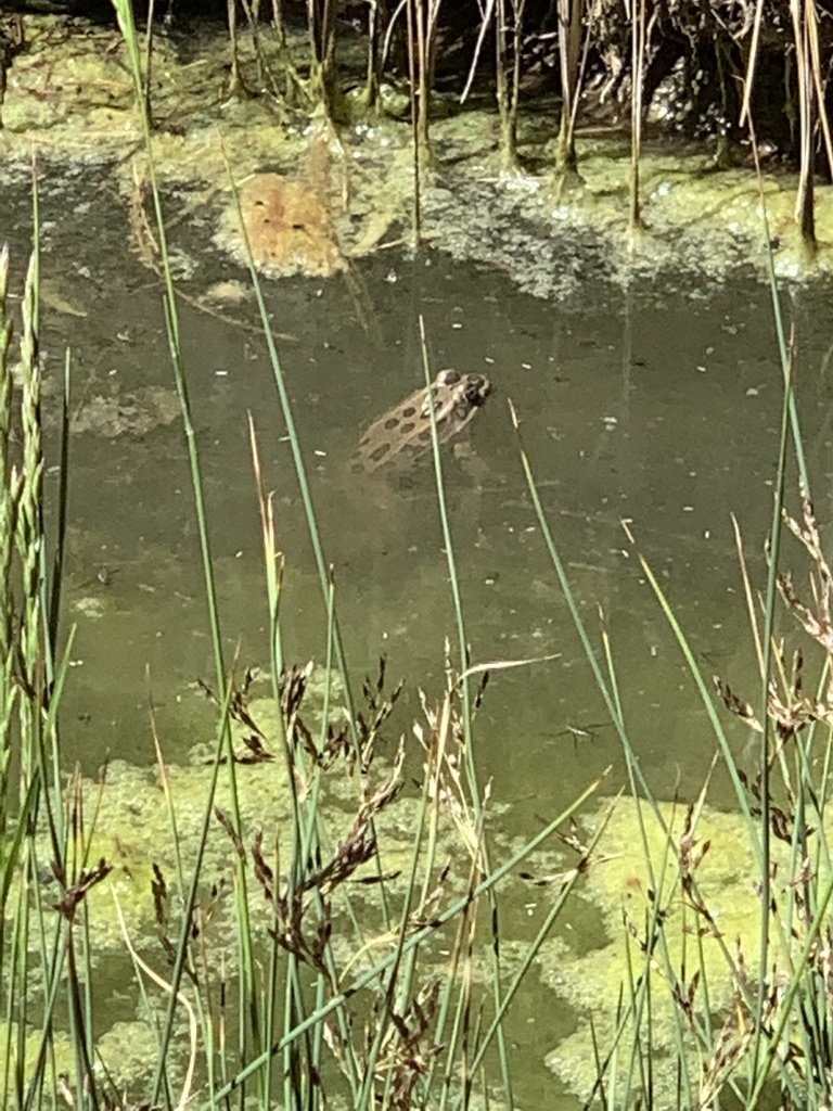Northern Leopard Frog in June 2021 by sirtalis27 · iNaturalist