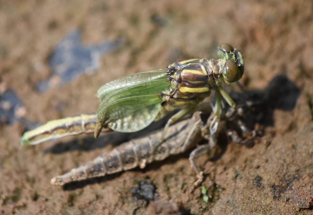 Arrow Clubtail from Polk County, WI, USA on July 3, 2021 at 02:36 PM by ...