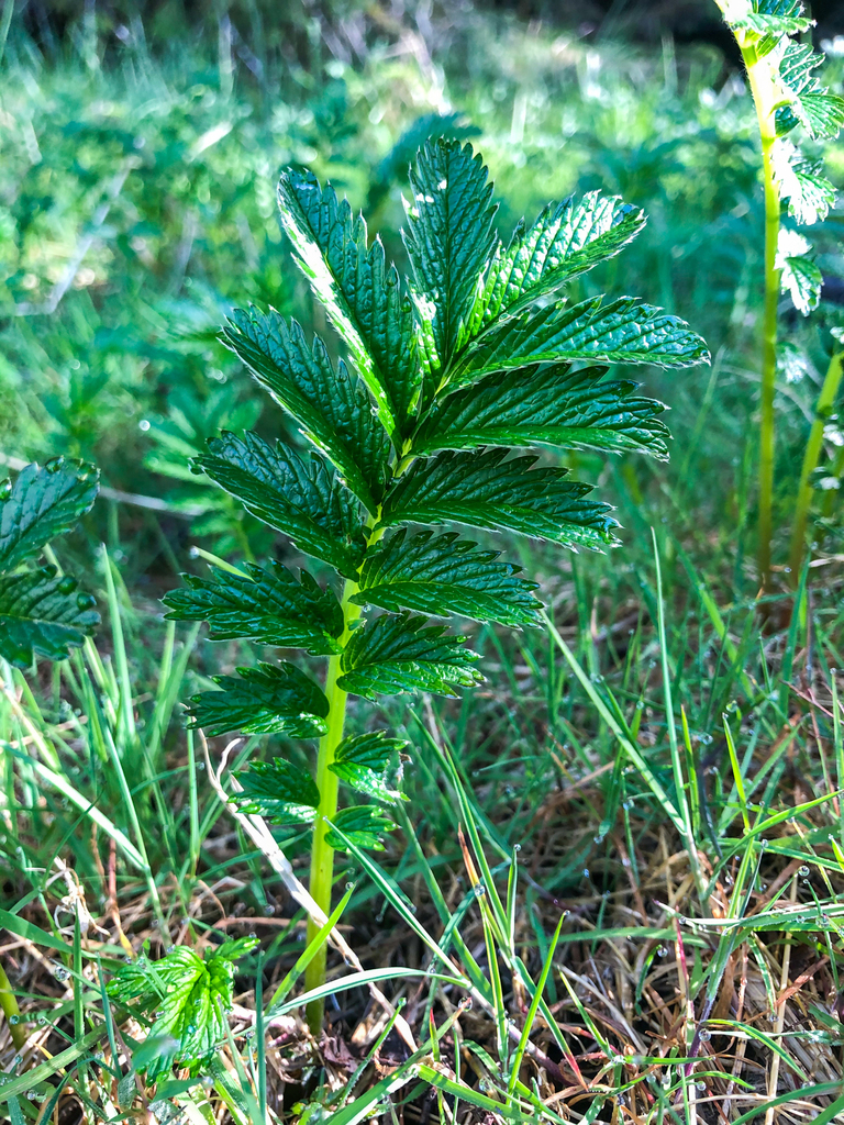 common silverweed from Capital, British Columbia, Canada on April 19 ...