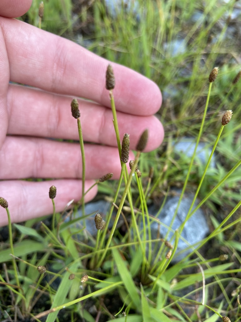 spikerushes from Memory Rd, Greenwood, DE, US on July 04, 2021 at 03:55 ...