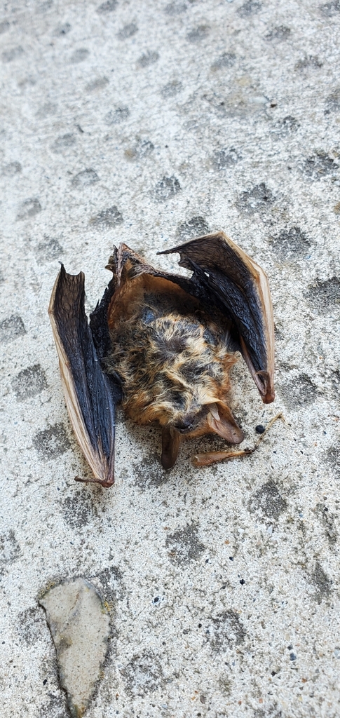 Tricolored Bat from Jefferson, TX 75657, USA on July 4, 2021 at 02:51 ...