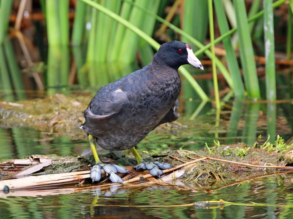 American Coot from Tucson, AZ, USA on July 02, 2021 at 12:43 PM by John ...
