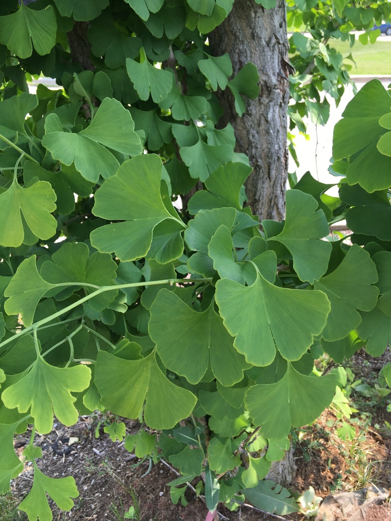 ginkgo from N US-31, Petoskey, MI, US on July 04, 2021 at 03:45 PM by ...
