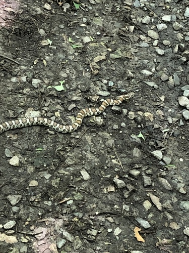 Observaciones de kim_barrett · iNaturalist Mexico