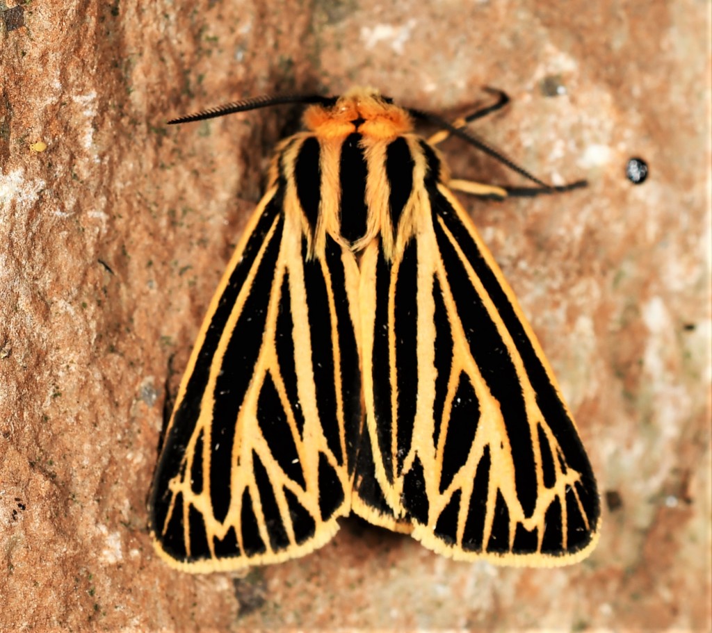 Little Virgin Tiger Moth from Val-d'Or, QC, Canada on July 4, 2021 at ...
