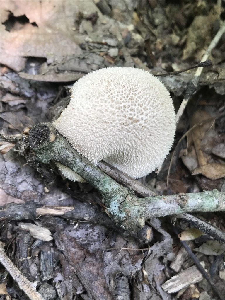 common puffball from Mount Liberty Rd, Nashville, IN, US on July 04 ...