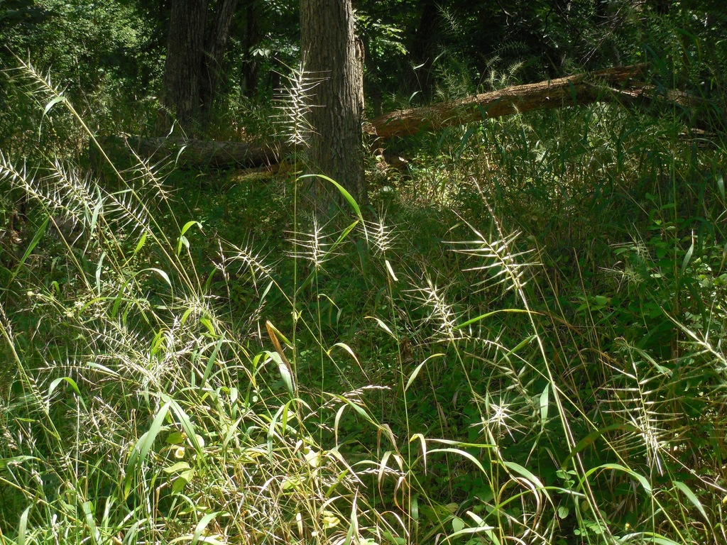 bottlebrush grass from Carderock-Marsden on July 04, 2021 at 02:22 PM ...