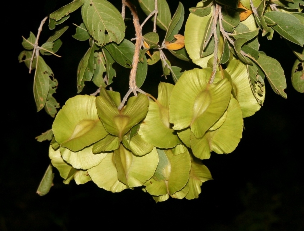 Largefruit Bushwillow from Bosveld, South Africa on March 18, 2021 by M ...