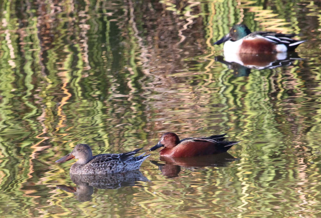Cinnamon Teal from Lakeside, CA, USA on November 12, 2010 at 03:06 AM ...