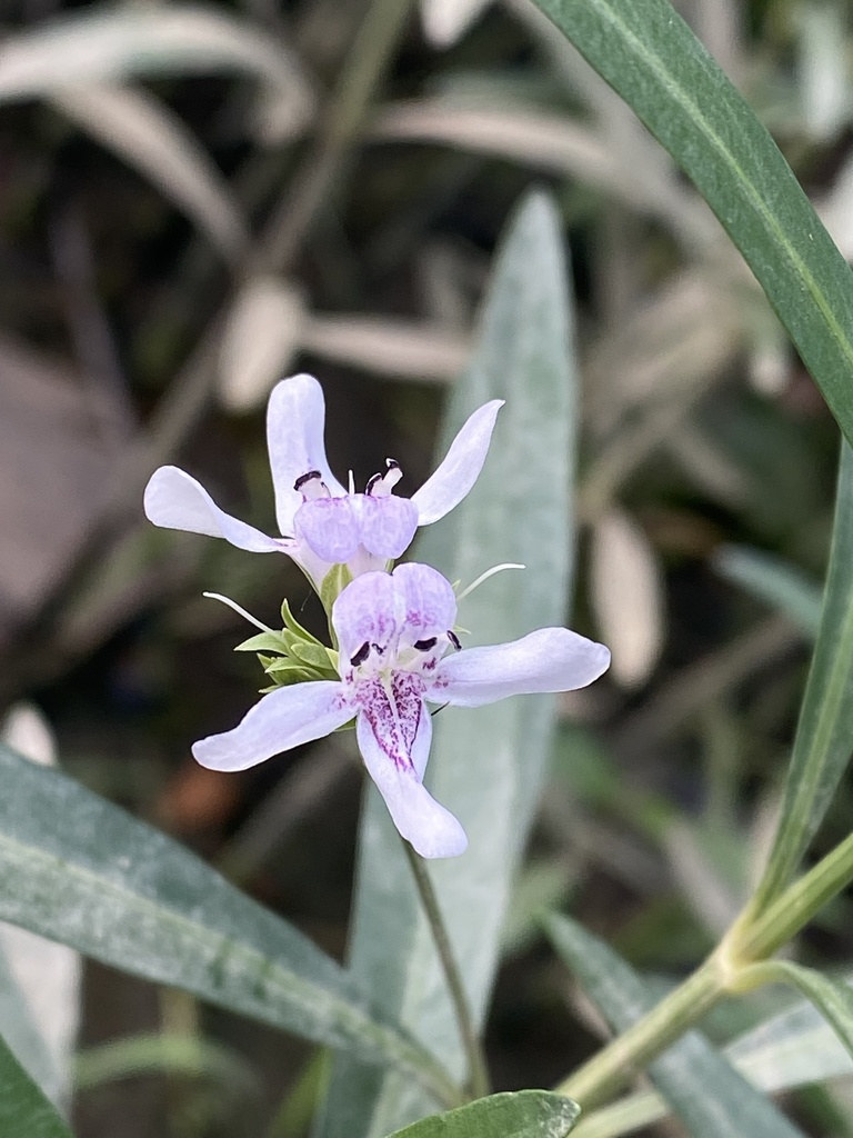 American water-willow from Theodore Roosevelt Island, Washington, DC ...