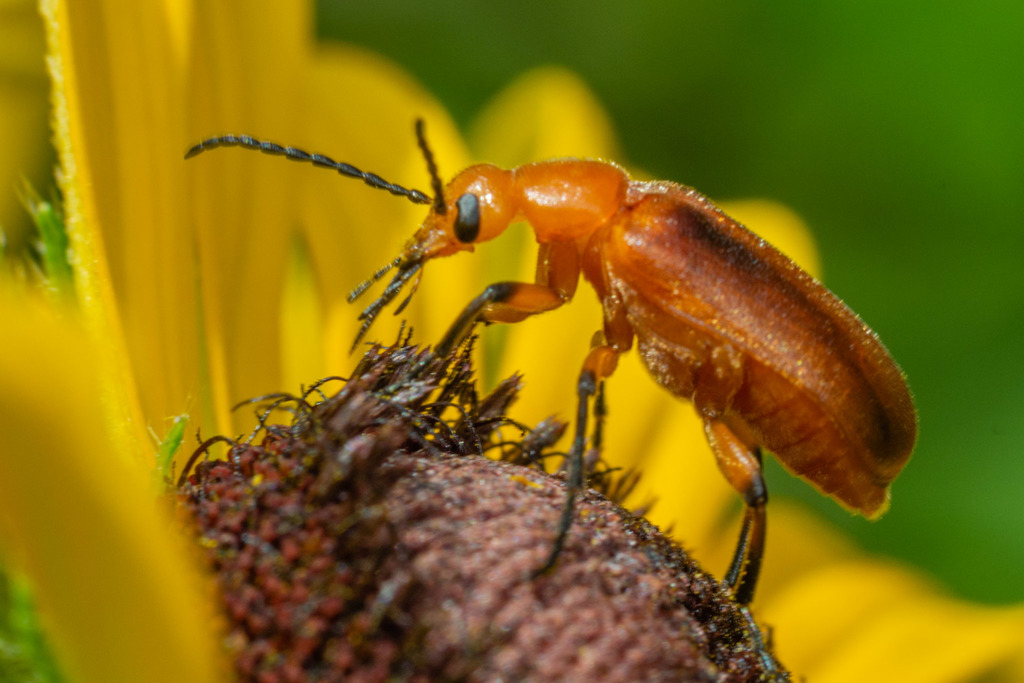 Orange Blister Beetle (Meloid Beetles of the United States) · iNaturalist
