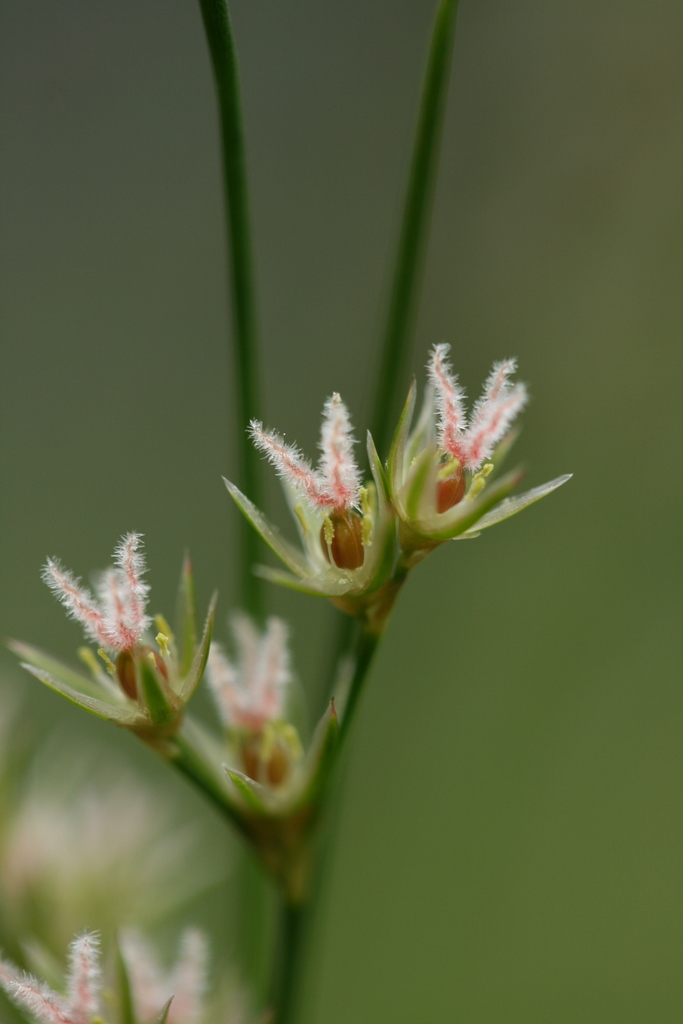 Greene's Rush (Freshwater Aquatic Plants and Algae of Massachusetts ...