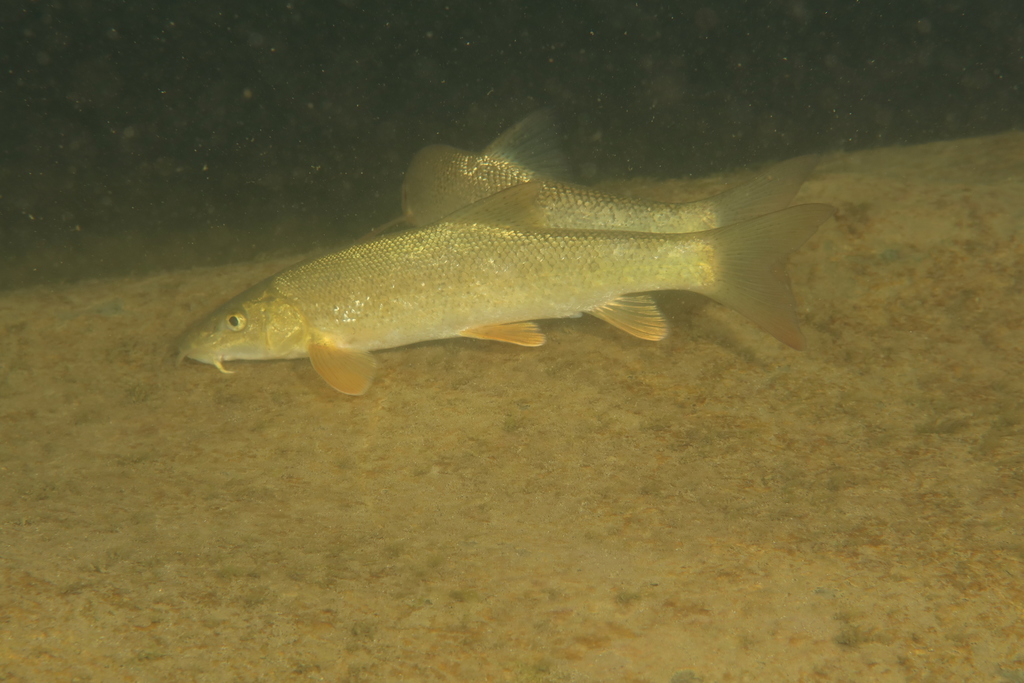 Common Barbel from 34190 Agonès, France on July 2, 2021 at 07:23 PM by ...
