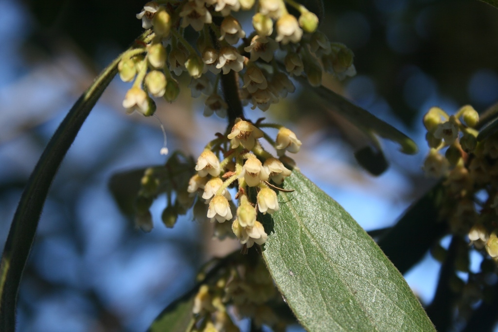 Bushveld Hairy Guarri from Bosveld, South Africa on June 3, 2021 by M ...