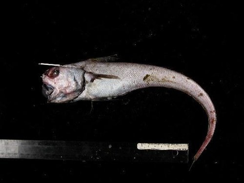 Popeye (Coryphaenoides cinereus) - Marine Life Identification